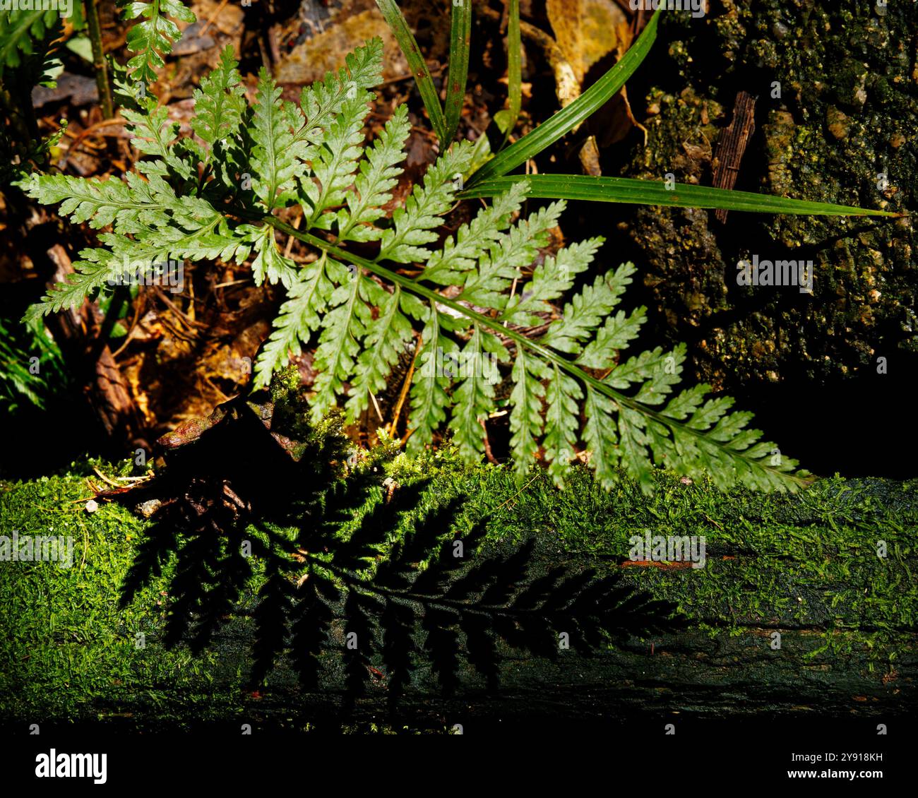 Fern leaf casting a shadow, native bush, west coast, south island ...