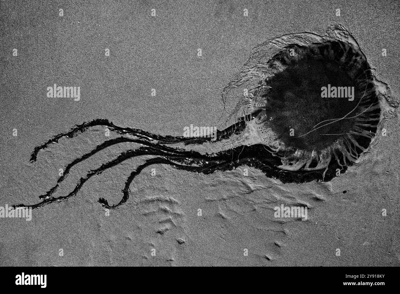 Nature's art, a monochromatic render of a spotted jelly fish washed up ...