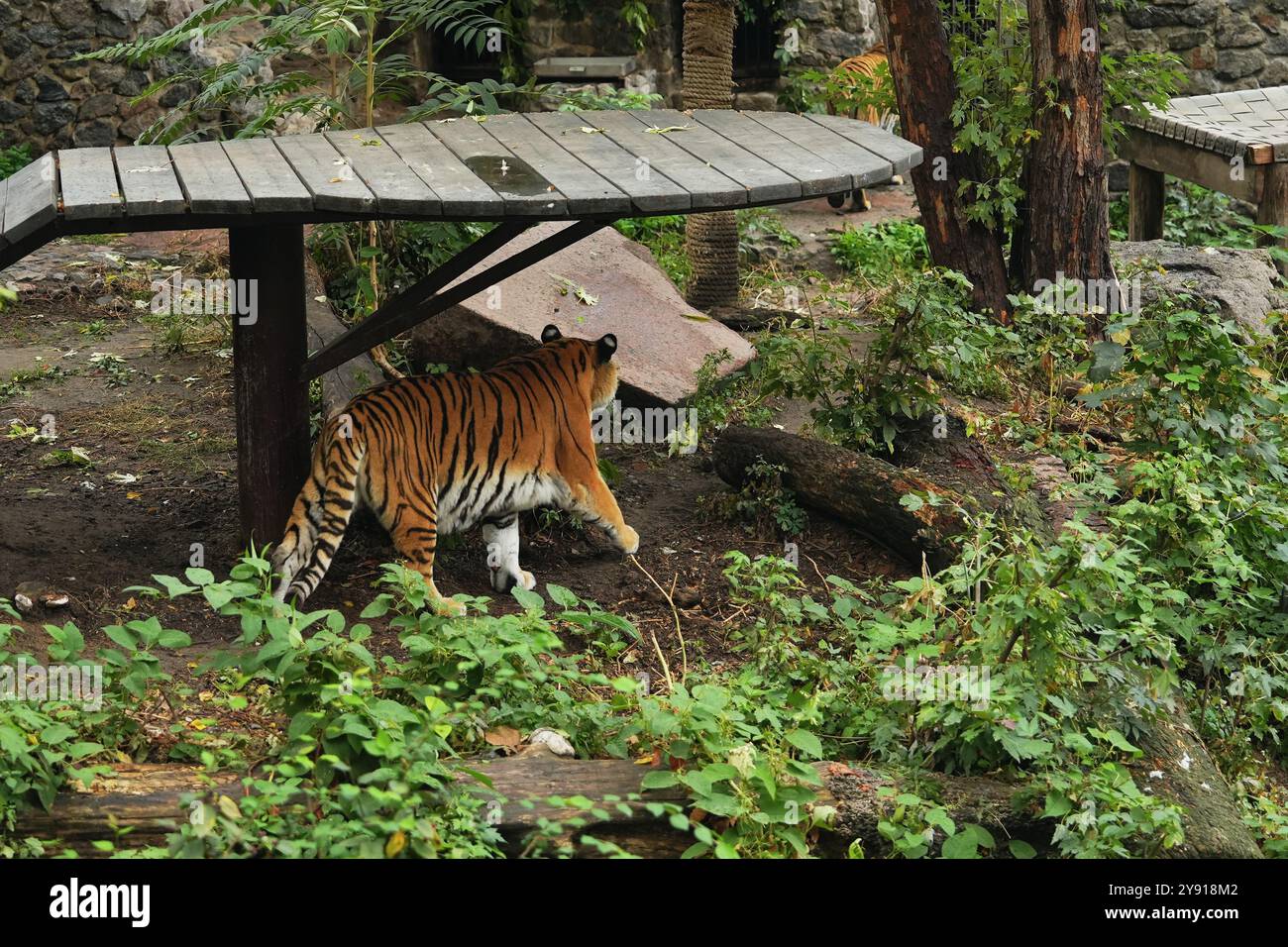 A tiger exploring its habitat under a wooden structure at the zoo Stock ...