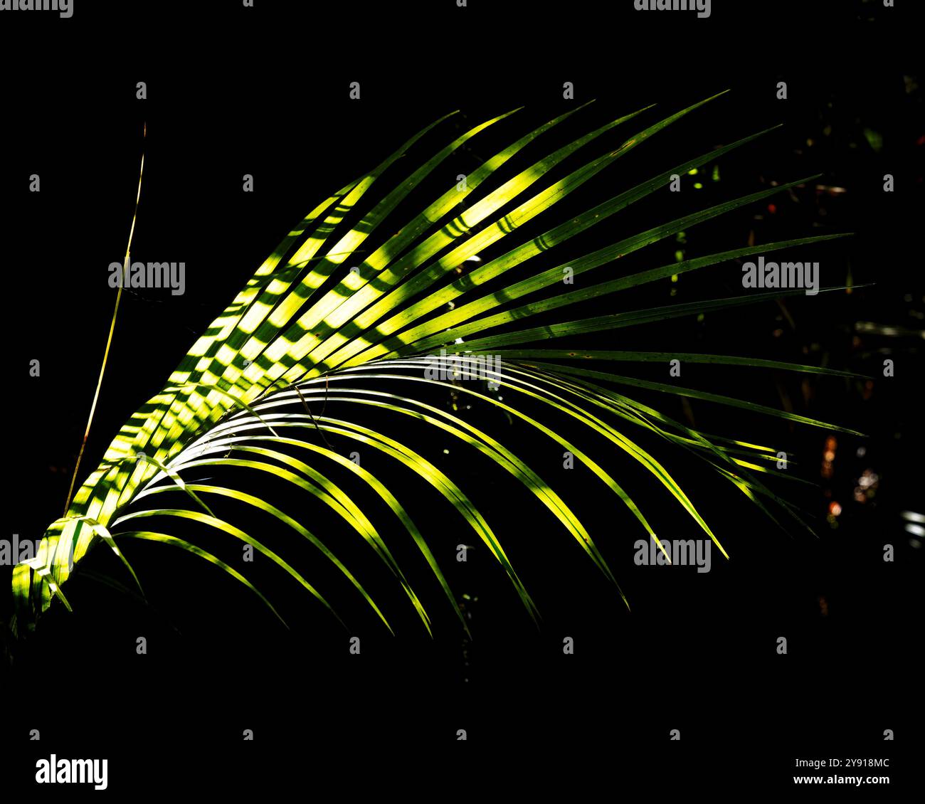 Backlit fern leaves, with overlapping fronds creating more patterns ...