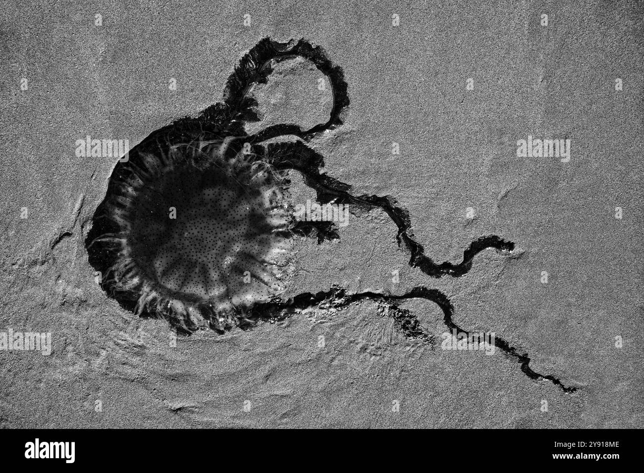 Nature's art, a monochromatic render of a spotted jelly fish washed up ...