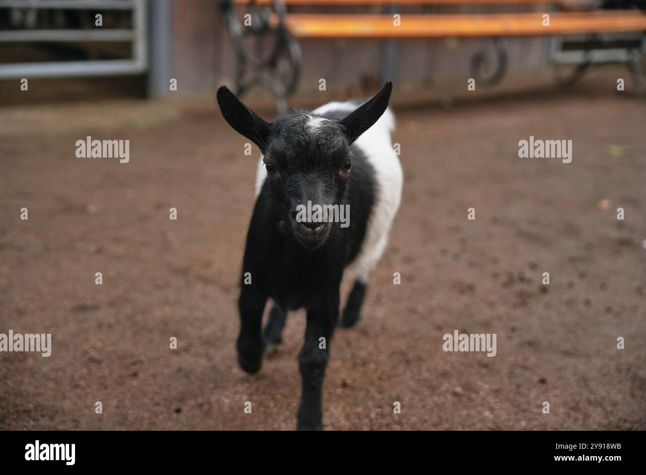Playful black and white goat walking towards the camera in a farm ...
