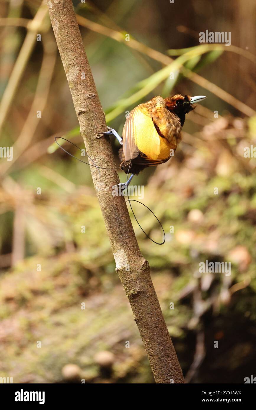 The magnificent bird-of-paradise (Diphyllodes magnificus) is a species ...