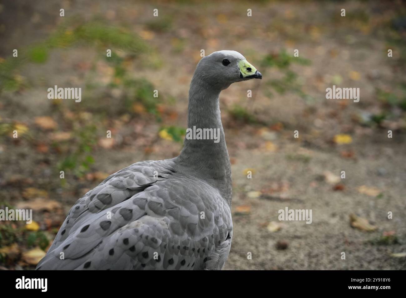 Birds unique markings hi-res stock photography and images - Alamy