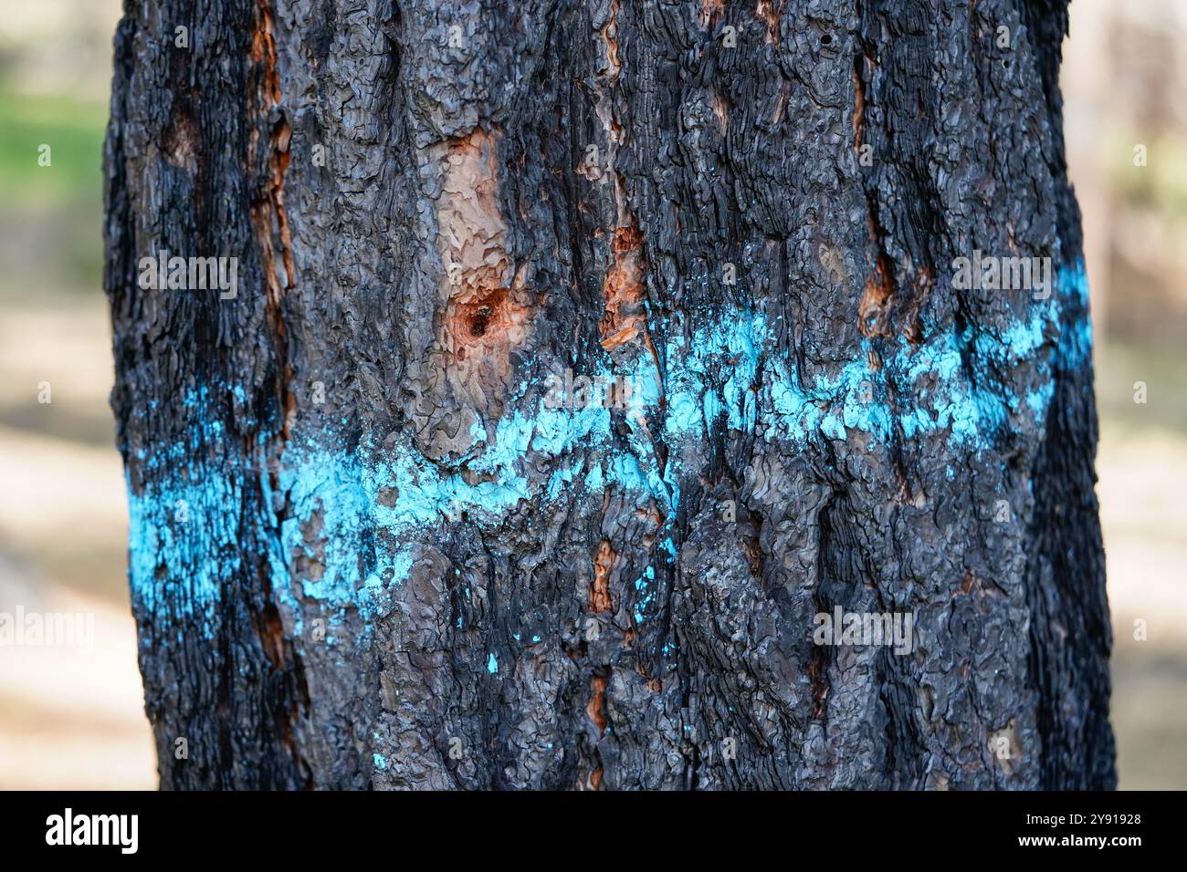 Burnt dead tree from wildfire with blue painted line Stock Photo - Alamy