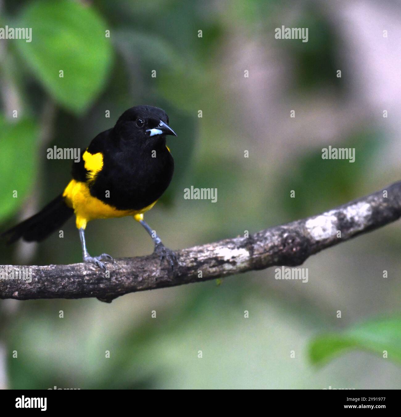 Black-cowled Oriole (Icterus prosthemelas) in Costa Rica Stock Photo ...