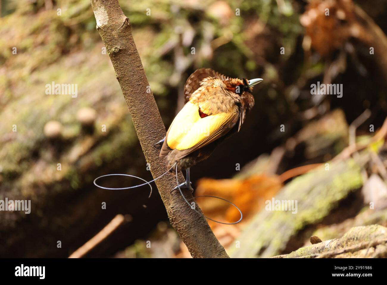 The magnificent bird-of-paradise (Diphyllodes magnificus) is a species ...