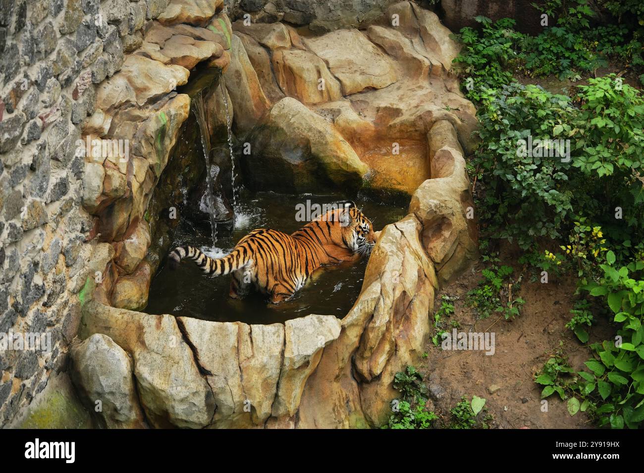 Tiger enjoying a swim in a stone pool at a wildlife sanctuary Stock ...
