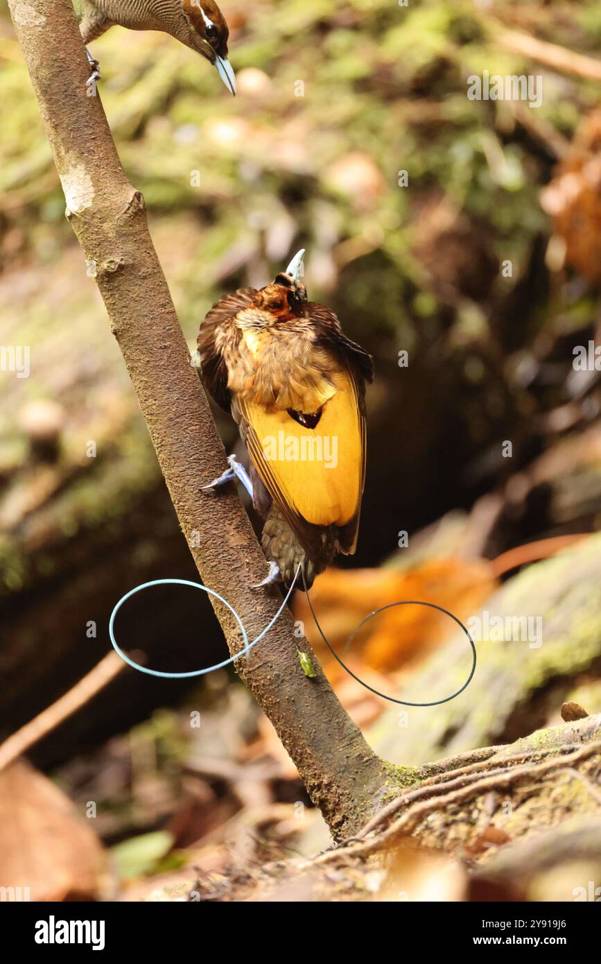 The magnificent bird-of-paradise (Diphyllodes magnificus) is a species ...