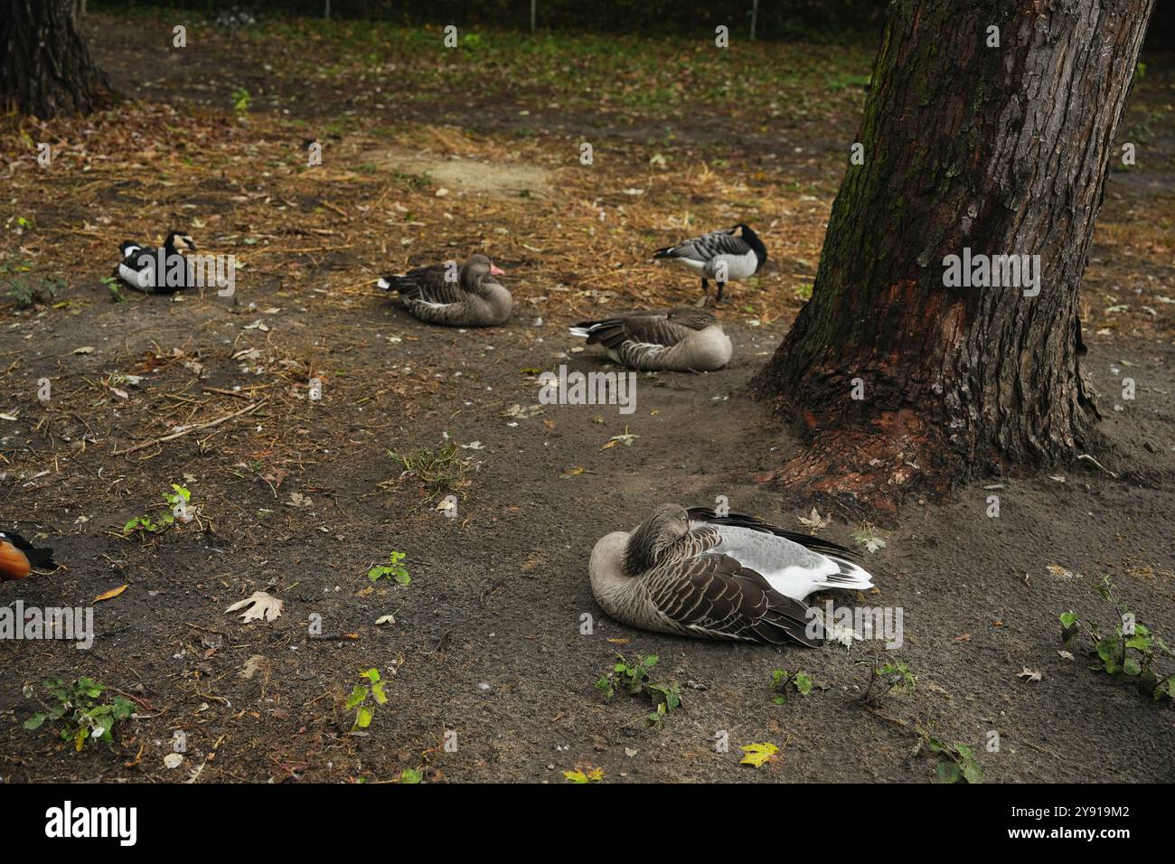 Ducks and geese resting peacefully under a tree in early autumn Stock ...