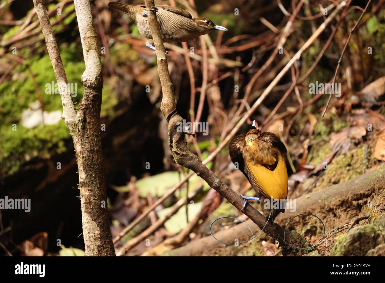 The magnificent bird-of-paradise (Diphyllodes magnificus) is a species ...