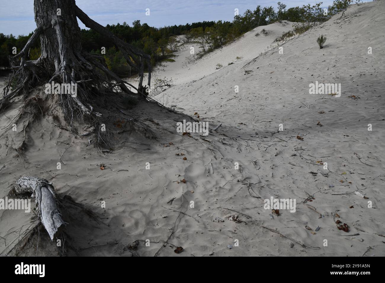 Large cedar stump with grey texture and design in sandy soil Stock ...