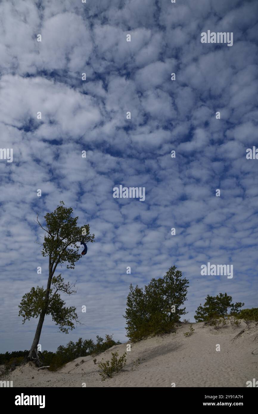 Large cedar stump with grey texture and design in sandy soil Stock ...