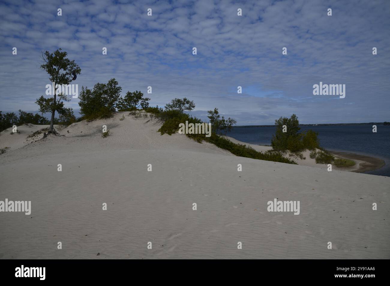 Large cedar stump with grey texture and design in sandy soil Stock ...