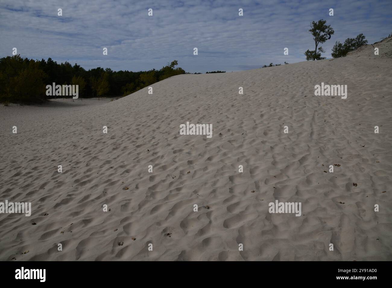 Large cedar stump with grey texture and design in sandy soil Stock ...