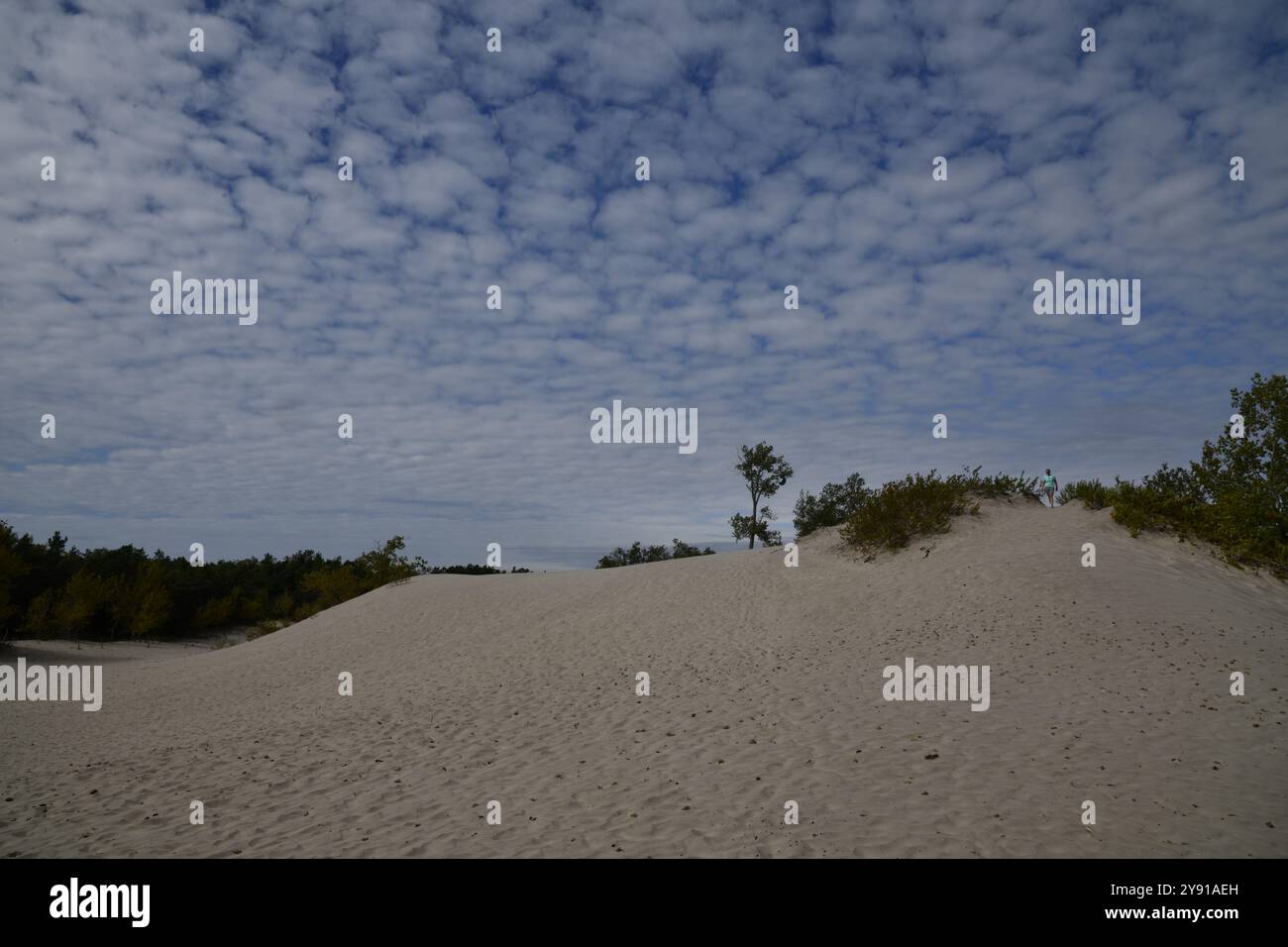 Large cedar stump with grey texture and design in sandy soil Stock ...
