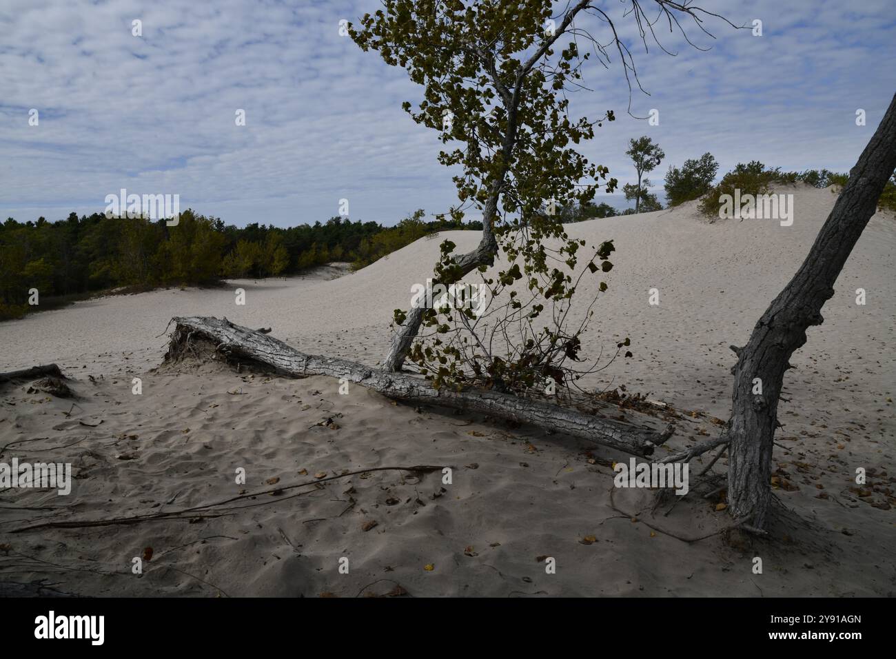 Large cedar stump with grey texture and design in sandy soil Stock ...