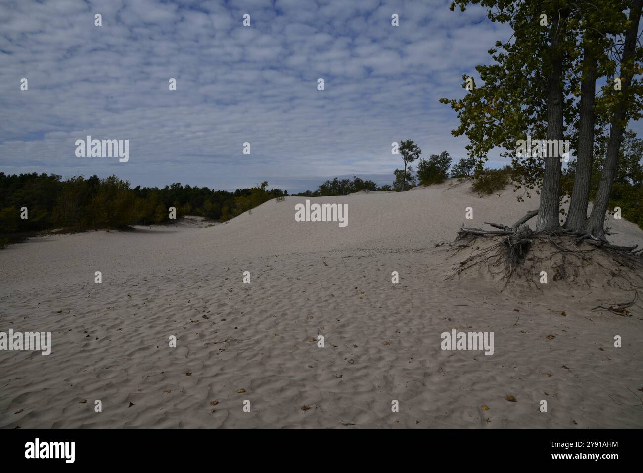 Large cedar stump with grey texture and design in sandy soil Stock ...