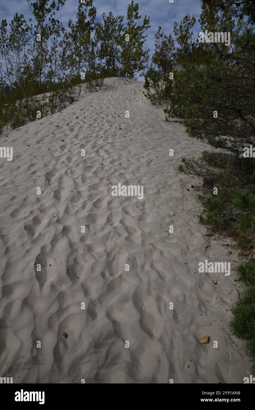 Large cedar stump with grey texture and design in sandy soil Stock ...
