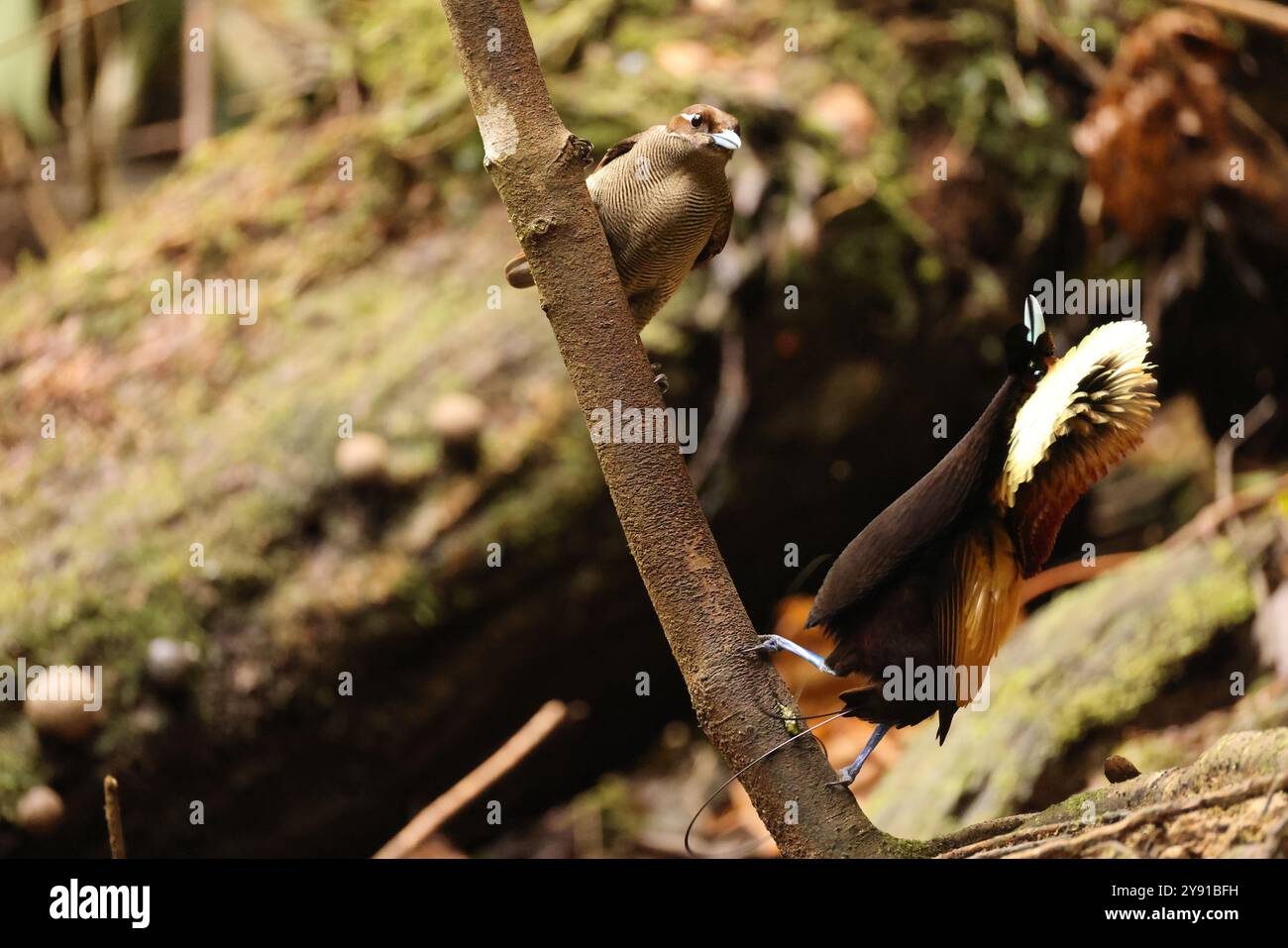 The magnificent bird-of-paradise (Diphyllodes magnificus) is a species ...
