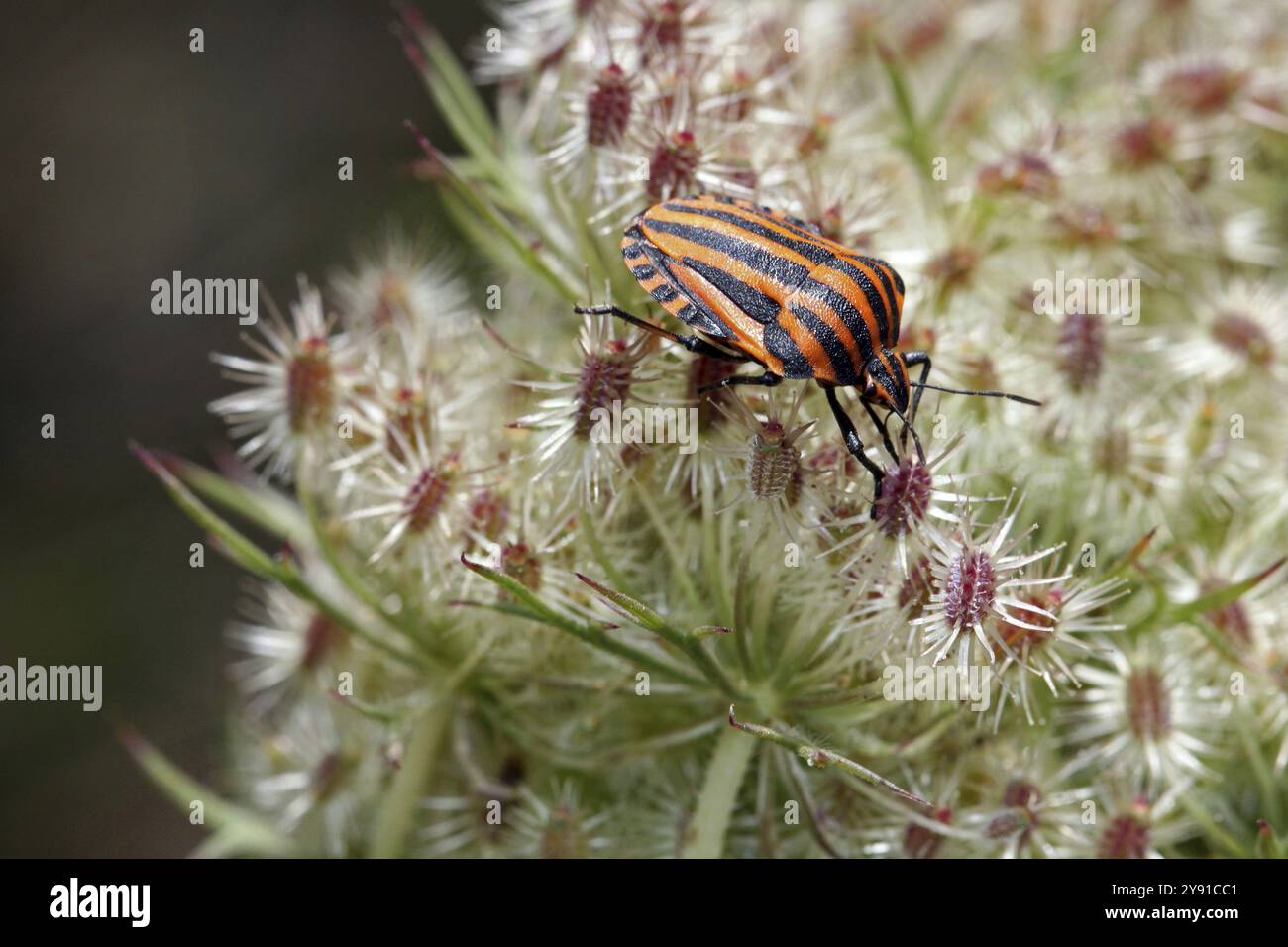 Orange and black stripe beetle hi-res stock photography and images - Alamy