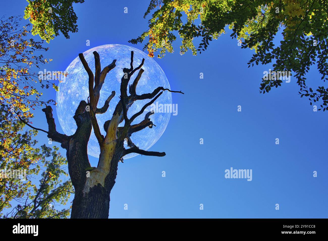 Old tree with branches in front of a large glowing moon in the dark ...