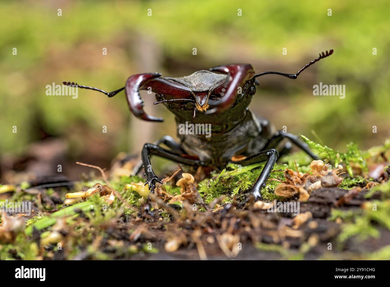 Stag beetle (Lucanus cervus), horned beetle, fire beetle, male with ...