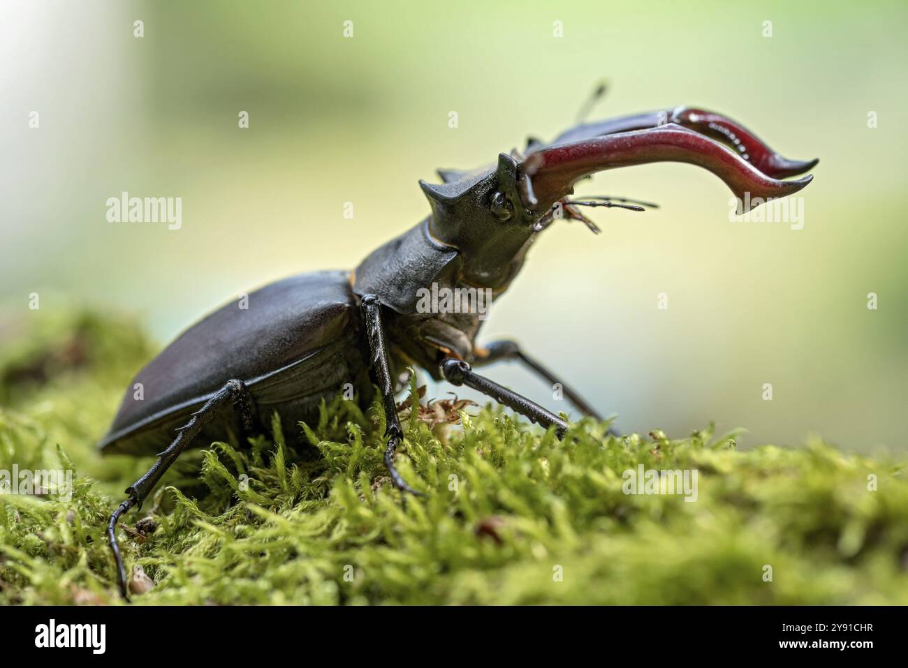 Stag beetle (Lucanus cervus), horned beetle, fire beetle, male with ...