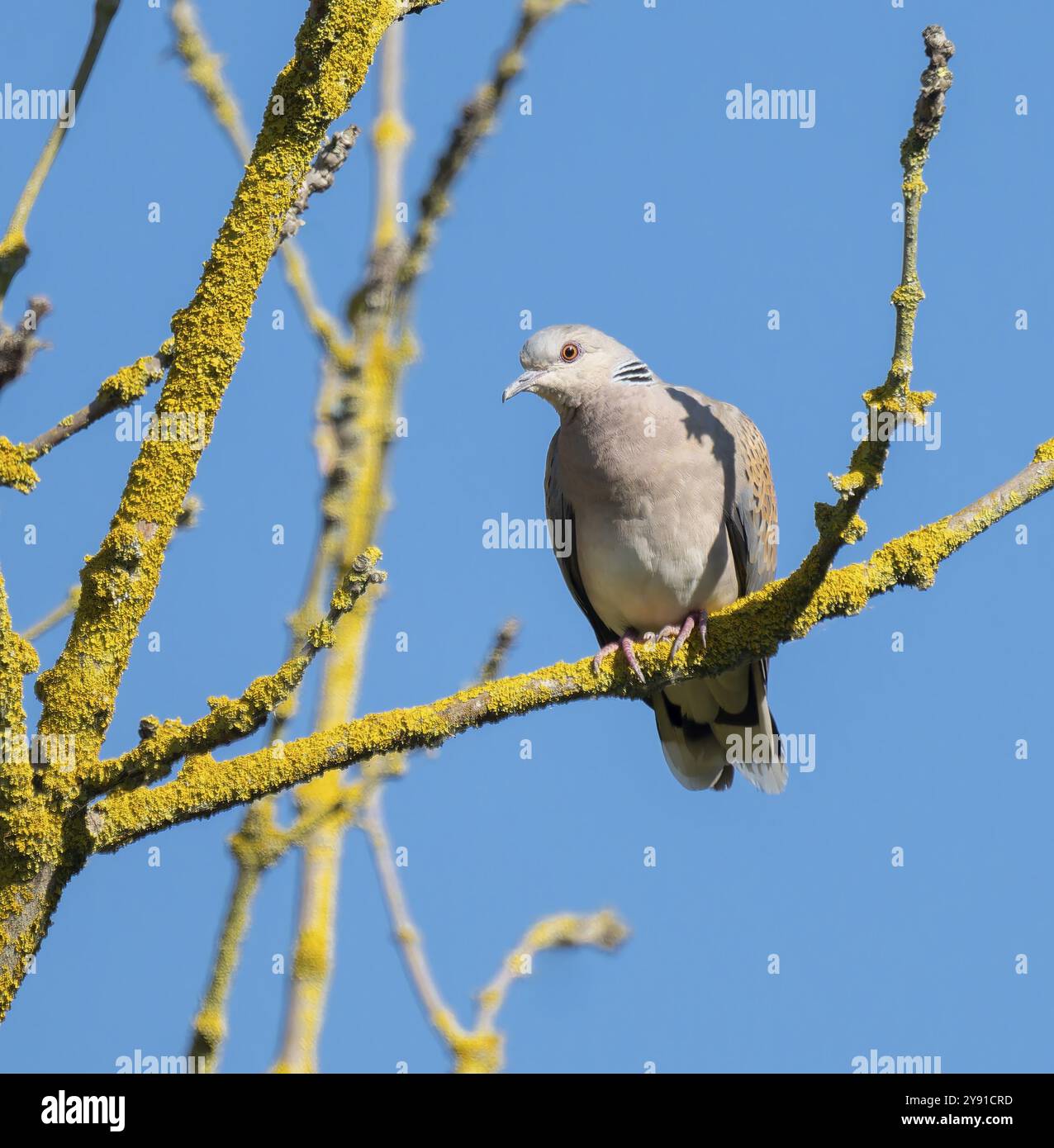 Turtle dove (Streptopelia turtur) sitting on the branch of an ash tree ...