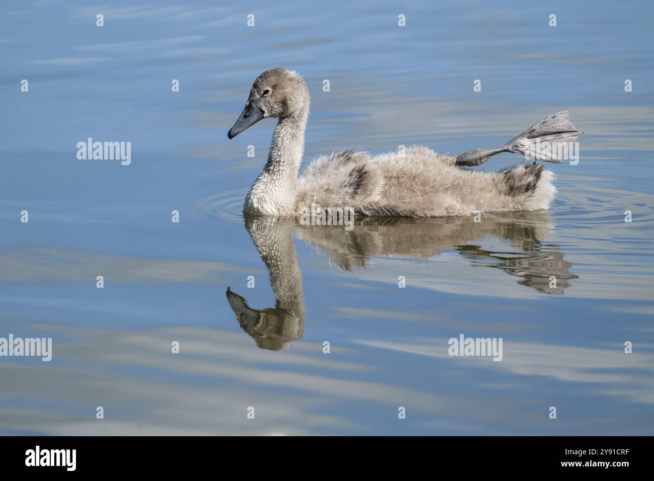 Animal bird swan birds feet hi-res stock photography and images - Alamy