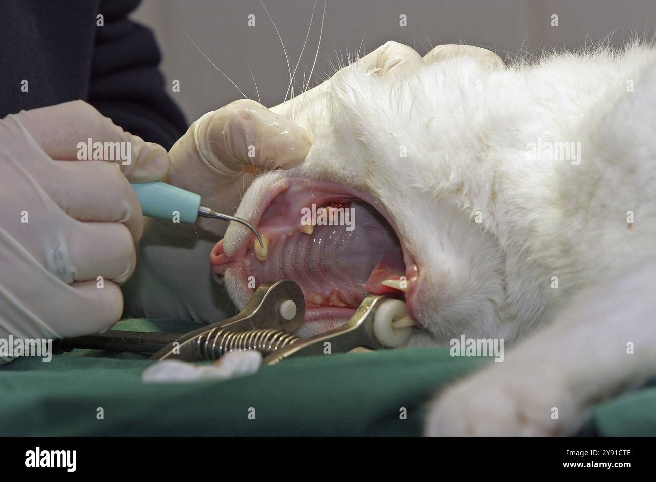 Cat, vet, remove tartar Stock Photo - Alamy