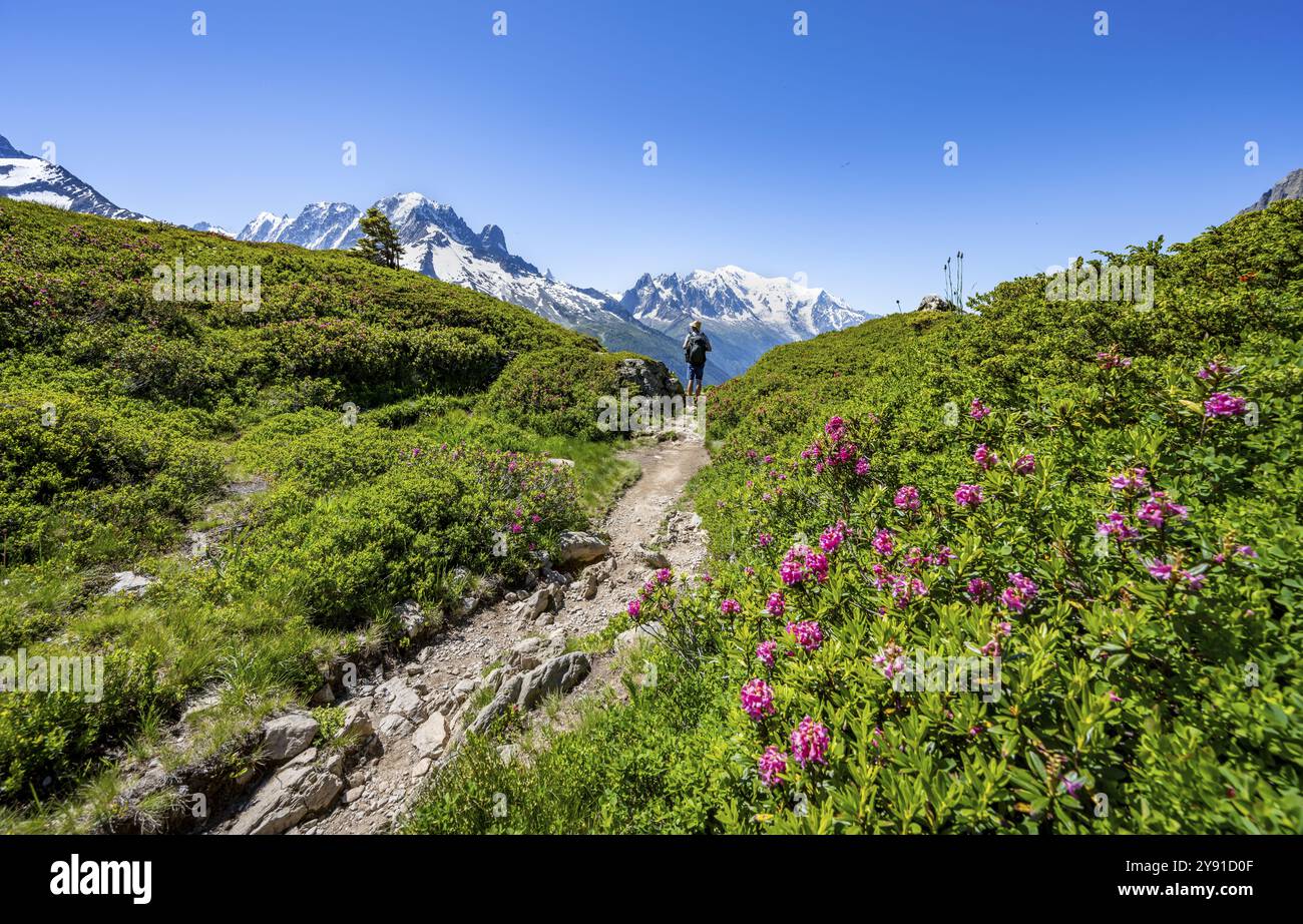 Mountaineer on hiking trail with alpine roses, mountain panorama with glaciated mountain peaks ...