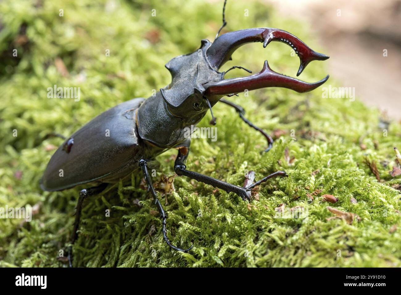 Stag beetle (Lucanus cervus), horned beetle, fire beetle, male with ...