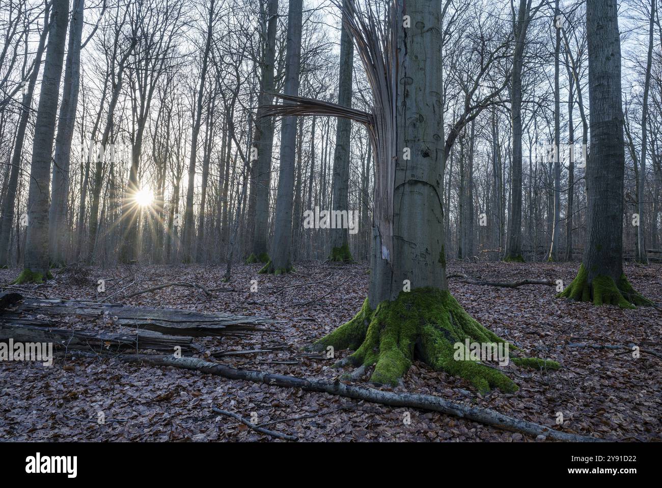 Deciduous forest in winter, backlit with sun star, Thuringia, Germany ...