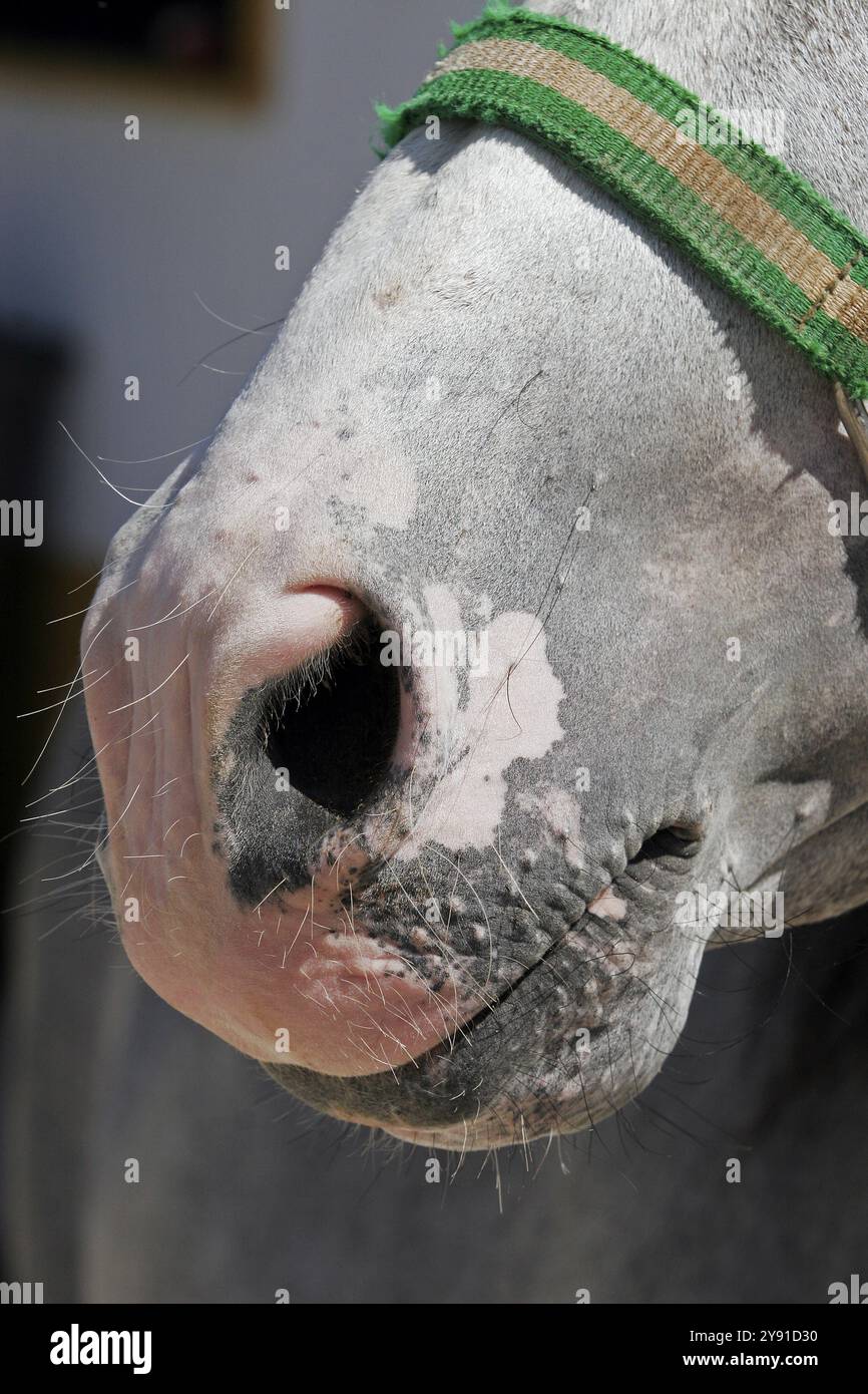 Toad mouth, pigment disorder, pigmentless patches in horses, nostrils ...
