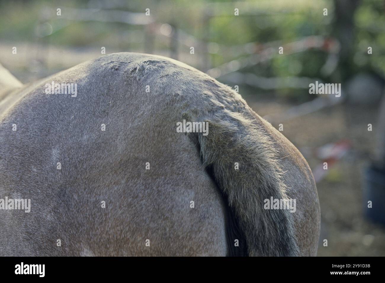 Mange horse hi-res stock photography and images - Alamy