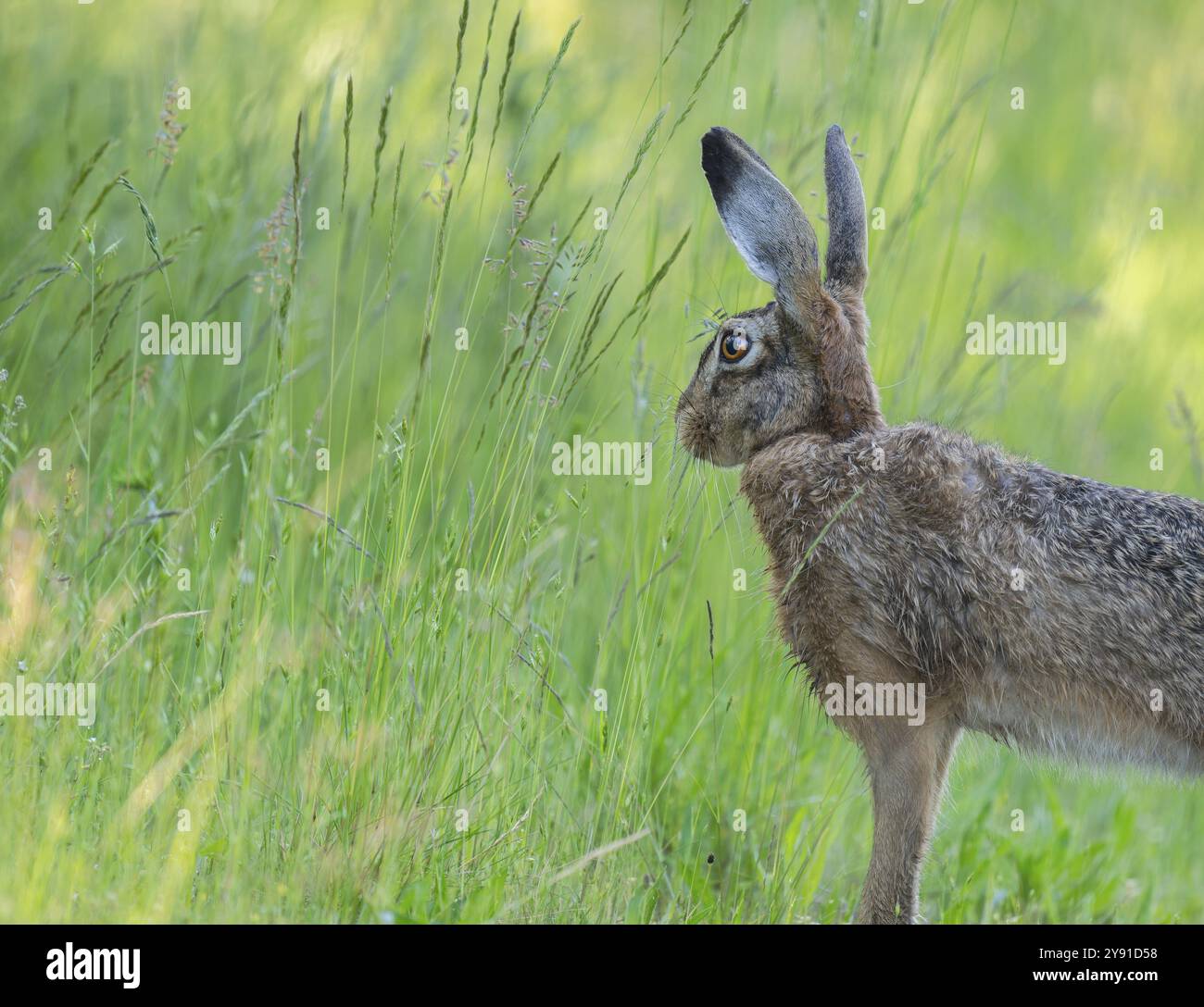 European hare (Lepus europaeus) standing in a meadow and looking ...