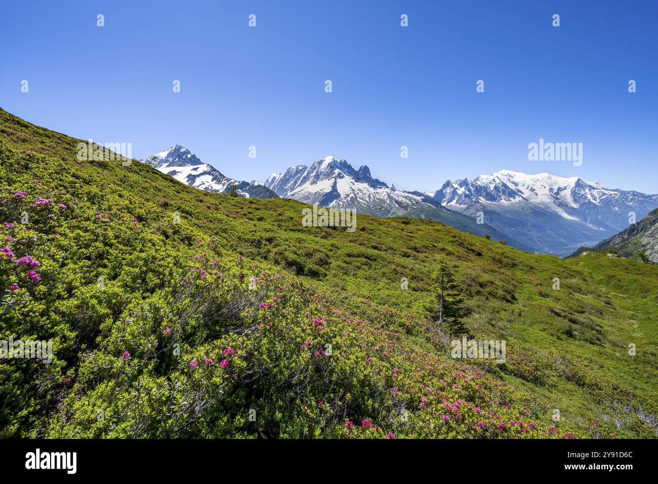 Mountain panorama with glaciated mountain peaks, Aiguille Verte with ...