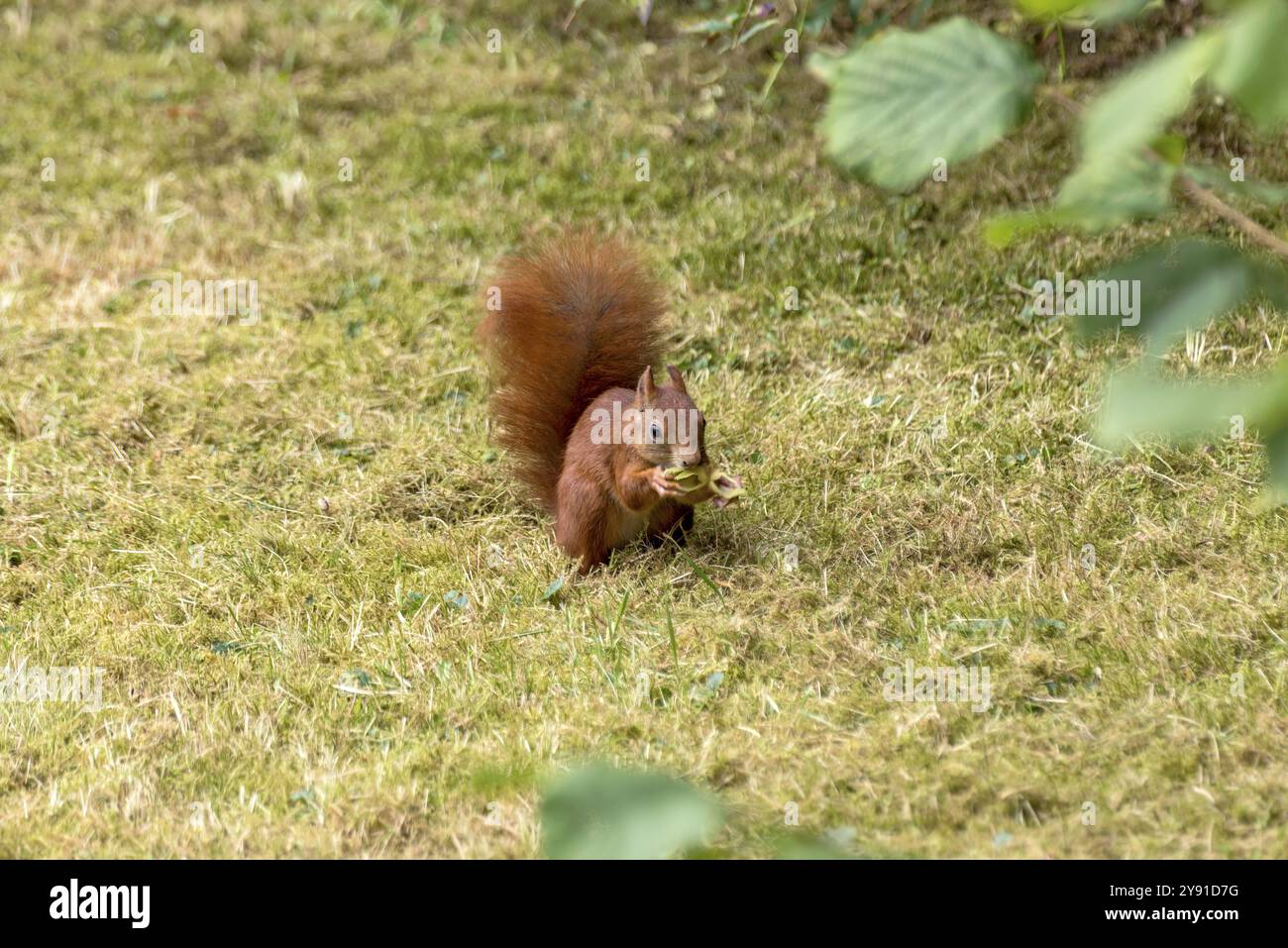 Eurasian squirrel (Sciurus vulgaris) eating a hazelnut, hazel (Corylus ...