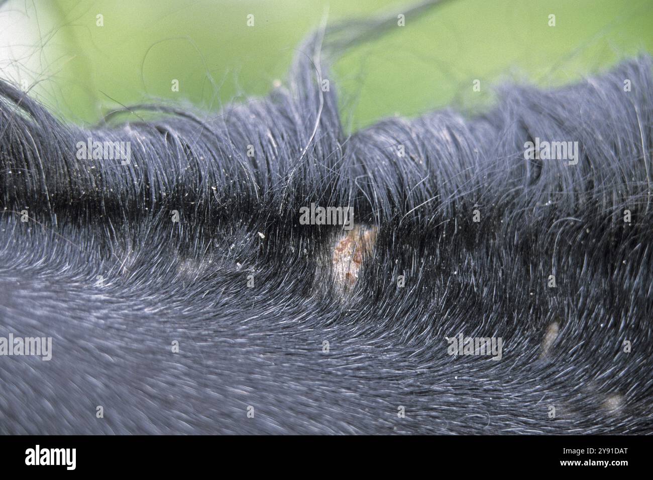 Hair parasites hi-res stock photography and images - Alamy