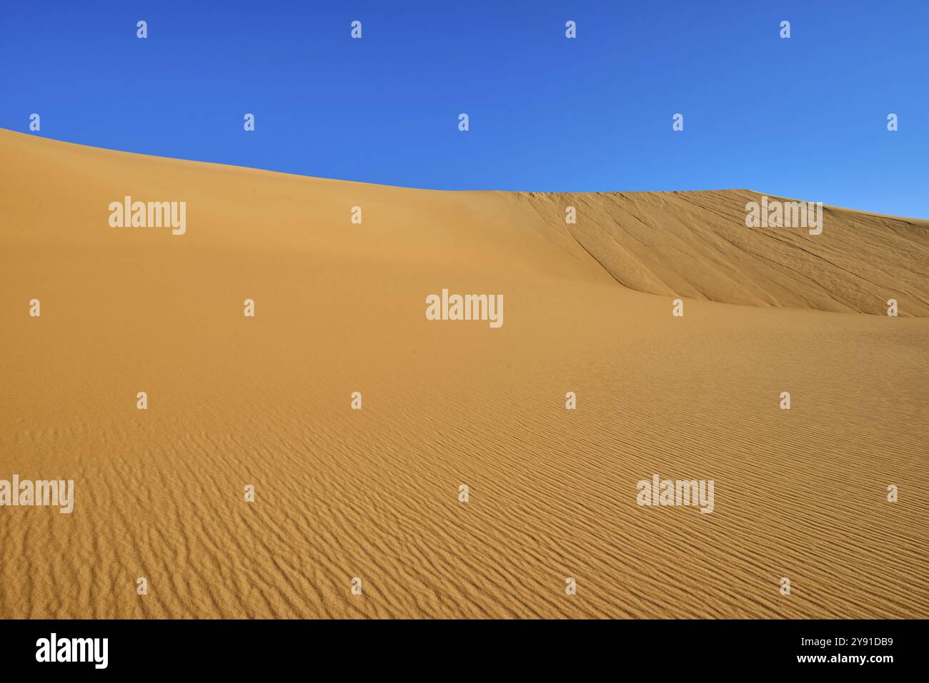 Wide sand dunes under a blue sky in the desert, Matruh, Great Sand Sea ...