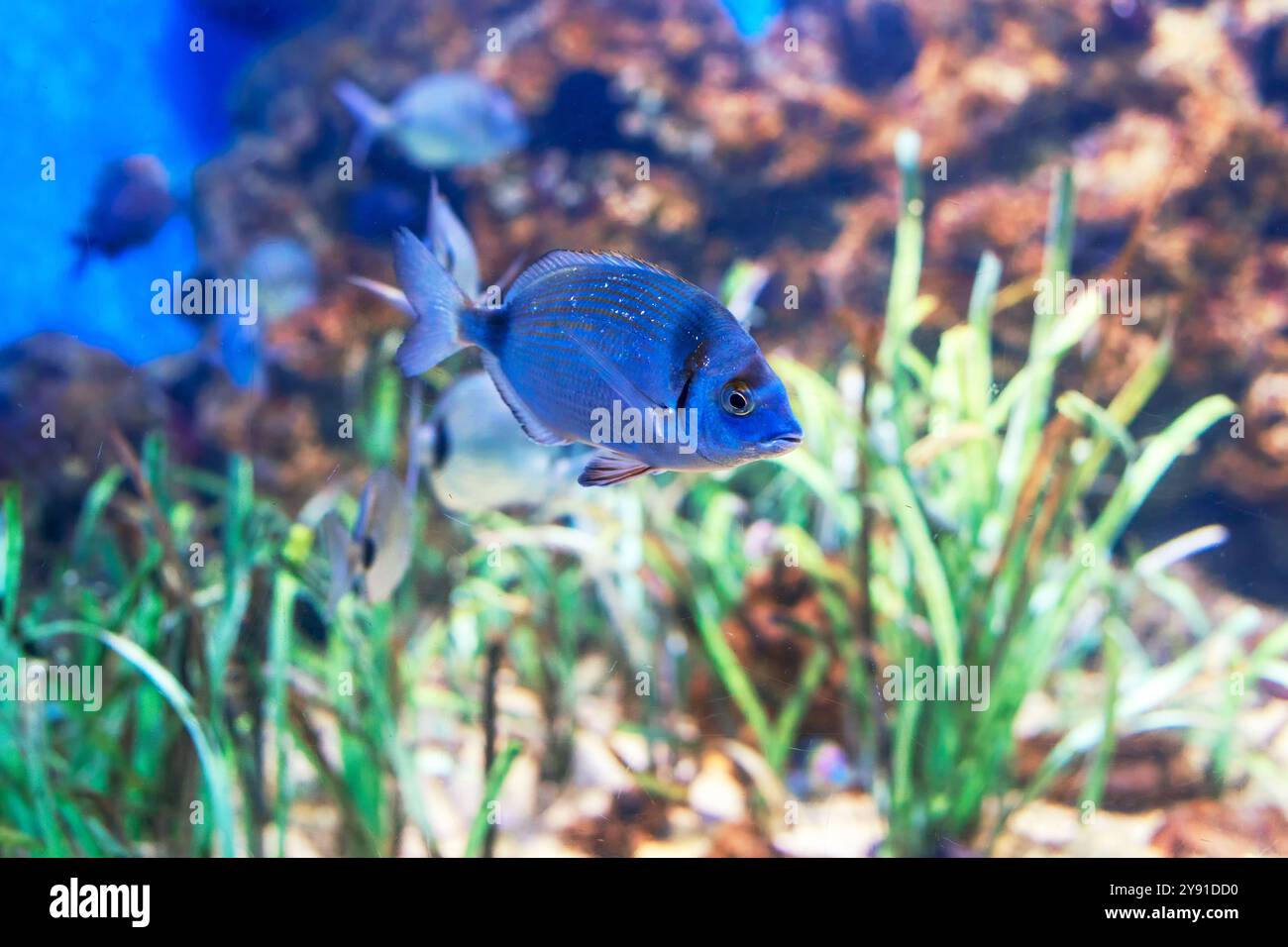 Blue fish glides through an aquarium filled with aquatic plants ...
