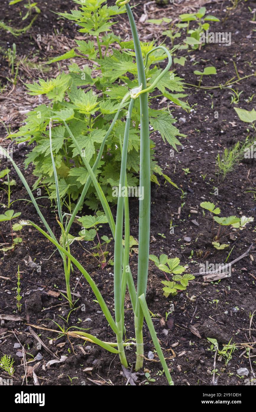 Allium fistulosum, Green Onion plant growing in vegetable garden plot ...