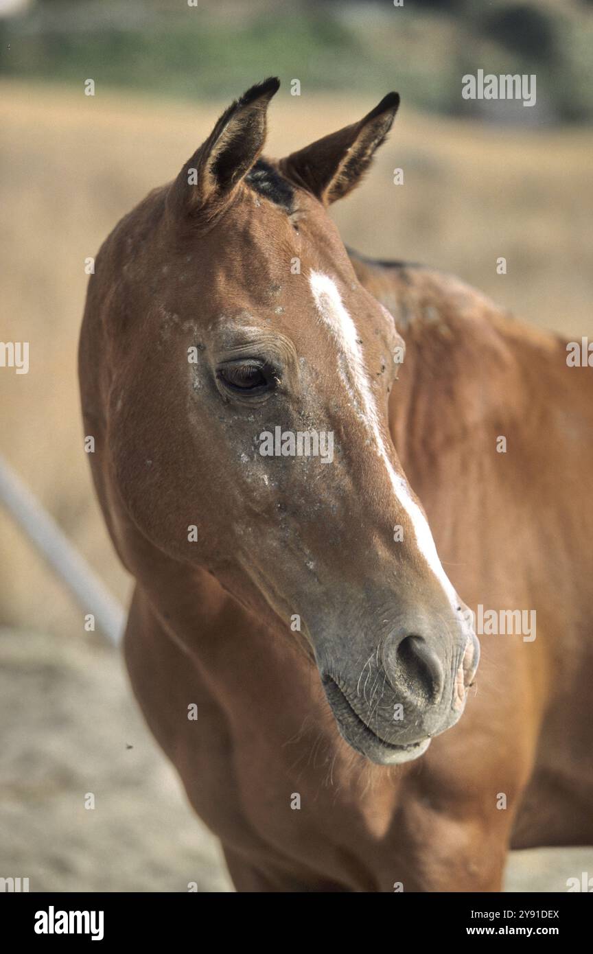 Horse head, coat disorder, summer mange Stock Photo - Alamy