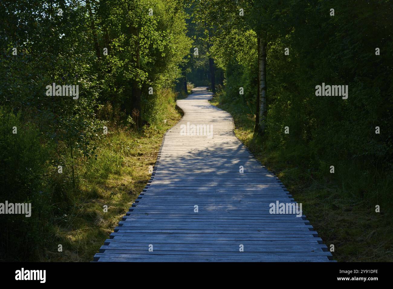 Serene boardwalk path through dense hi-res stock photography and images ...