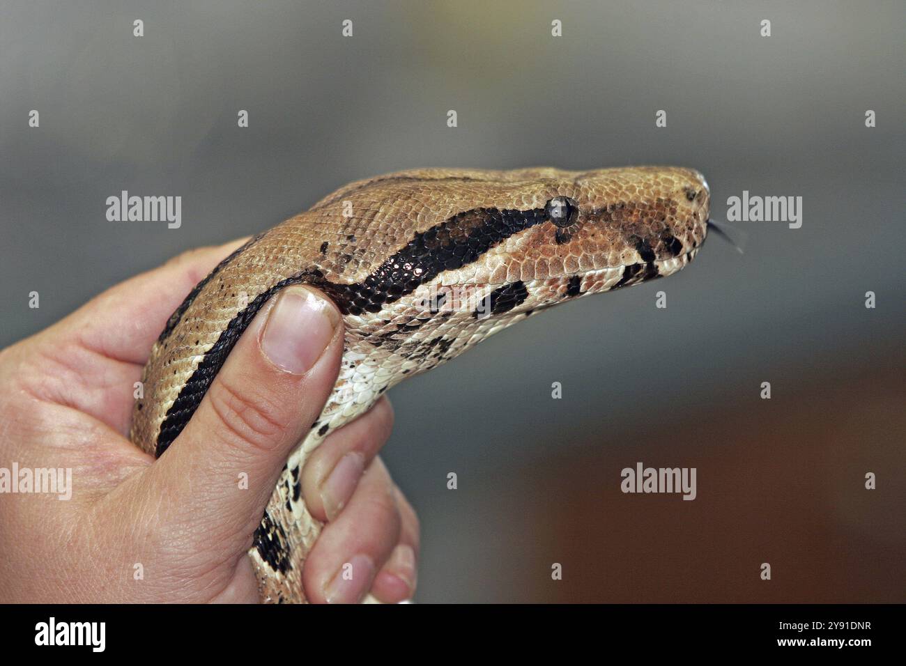 Boa constrictor, king snake, examination at the vet Stock Photo - Alamy