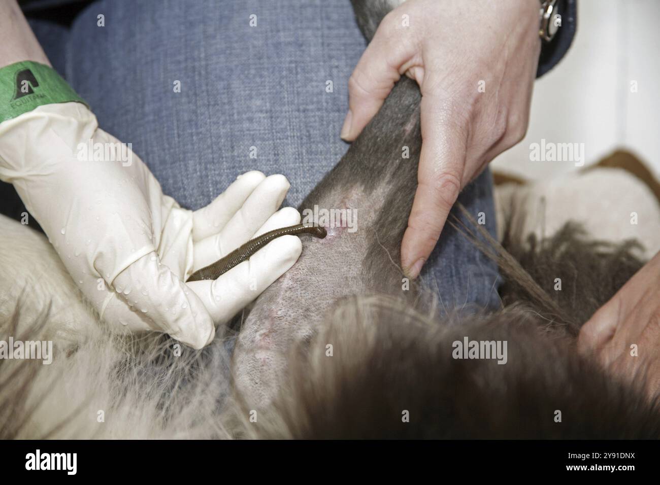 Leeches medicine hi-res stock photography and images - Alamy
