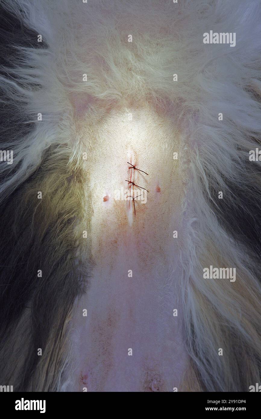 Castration of a cat, vet, Persian cat, sutured wound after castration ...