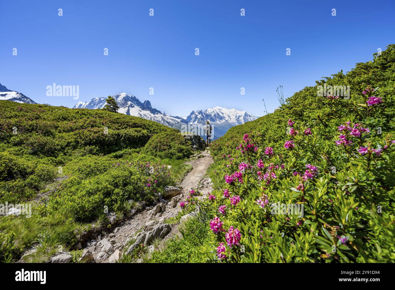 Mountaineer on hiking trail with alpine roses, mountain panorama with ...