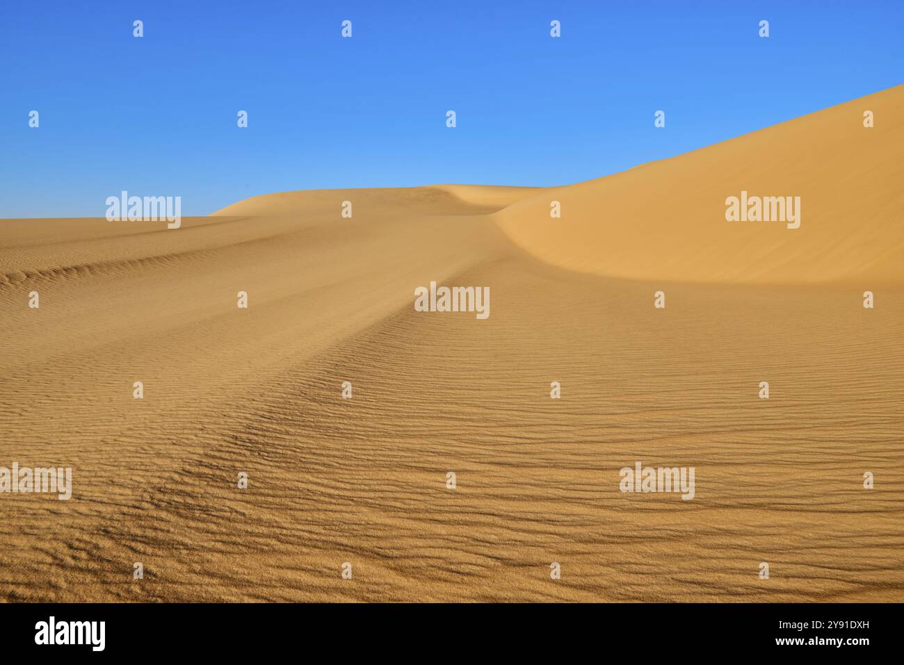 Wide sand dunes under a blue sky in the desert, Matruh, Great Sand Sea ...